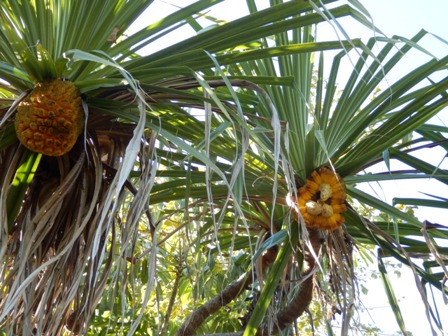 News from Coquette Point