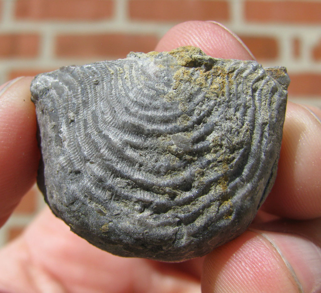 Views of the Mahantango: Leptaena rhomboidalis brachiopod from the ...