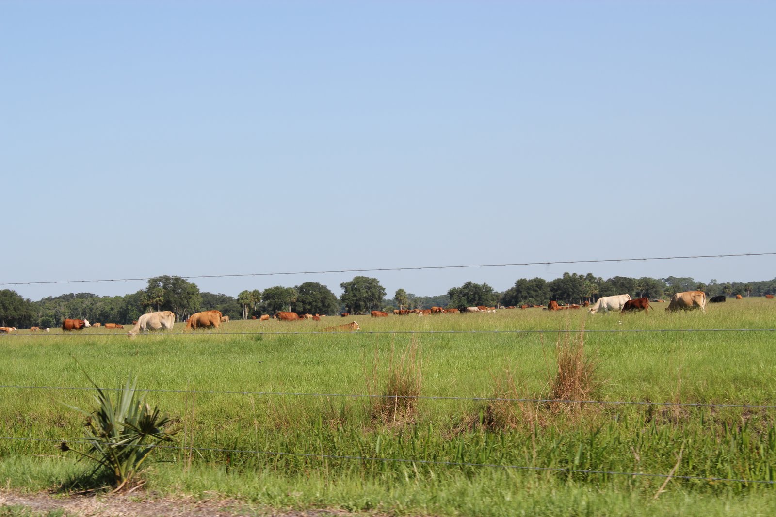 Here and There: Deseret Ranch and Indian Shores Beach!