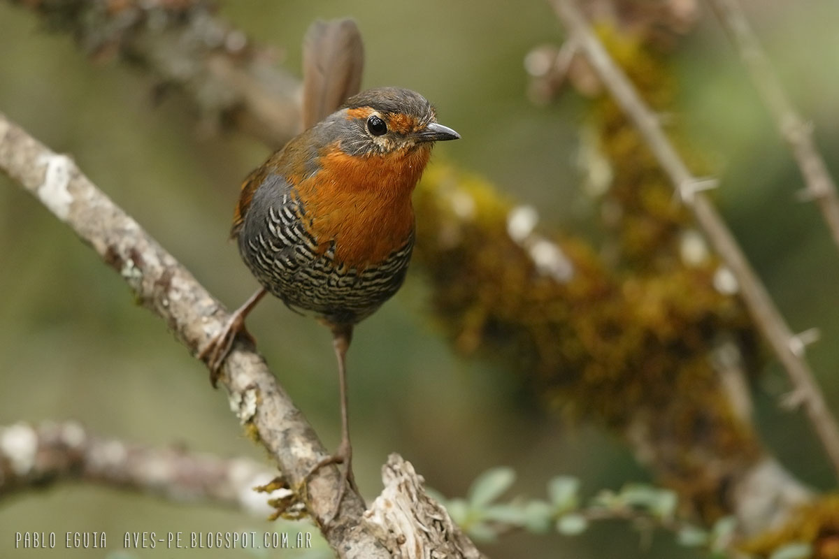 mis fotos de aves: Scelorchilus rubecula Chucao Chucao Tapaculo