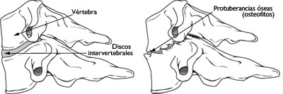 CONCEPTOS BÁSICOS DE ANATOMÍA. Capitulo 7 : el sistema nervioso ...