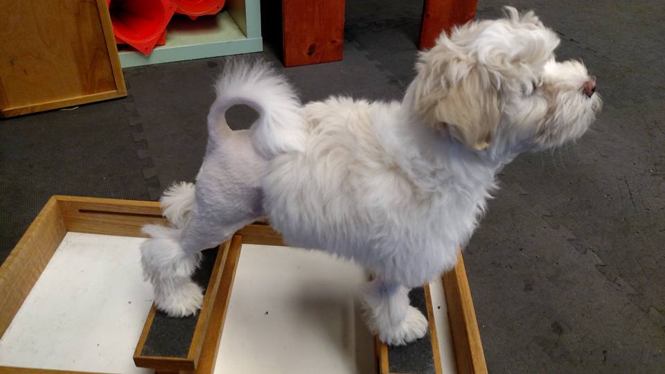 Braveheart Dog Training