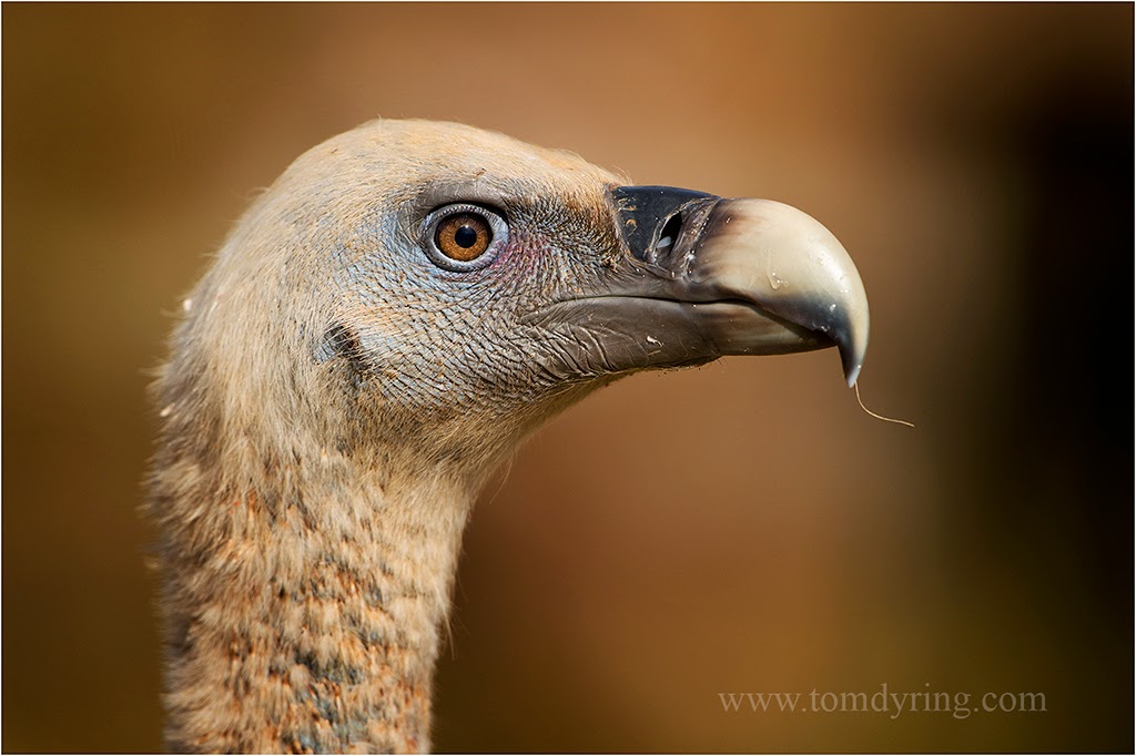 TOM DYRING WILDPHOTO / NN: desember 2013