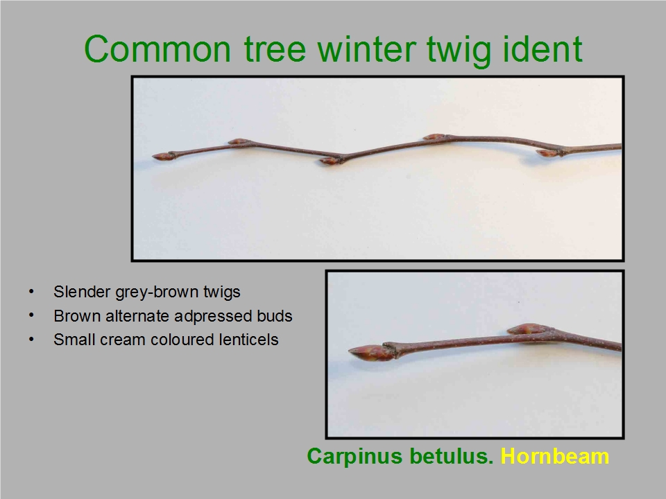 Woodland Management: A Guide: 2018