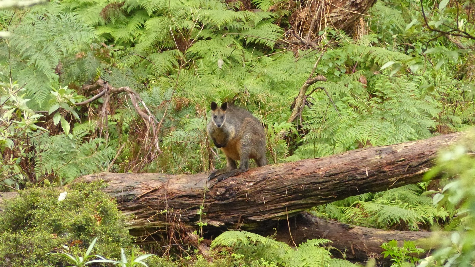 BOONOORONG: The elusive Arboreal Wallaby : rediscovered?
