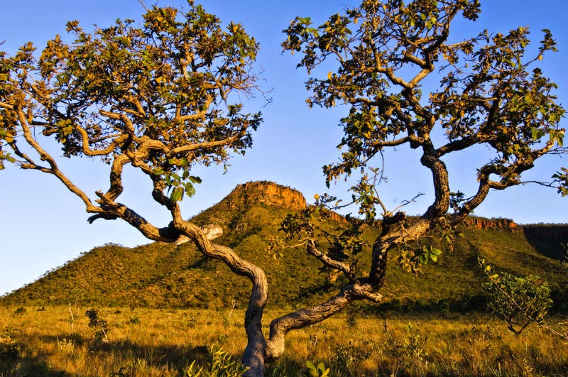 ROTA DO SOL: TRAVADA A PEC SOBRE A CAATINGA E CERRADO
