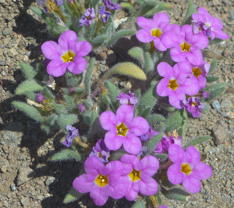 Trailing Ahead: Purple Nama (Nama aretioides)