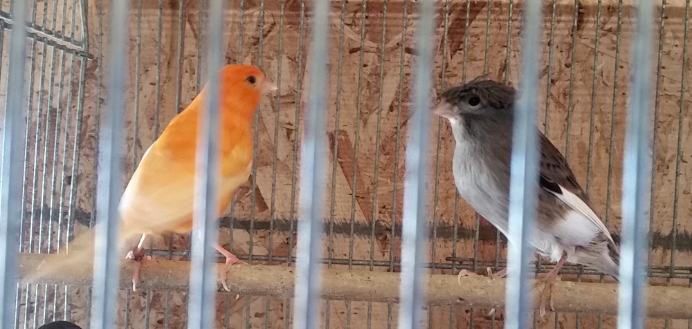 Canary One Aviary: PHOTOS