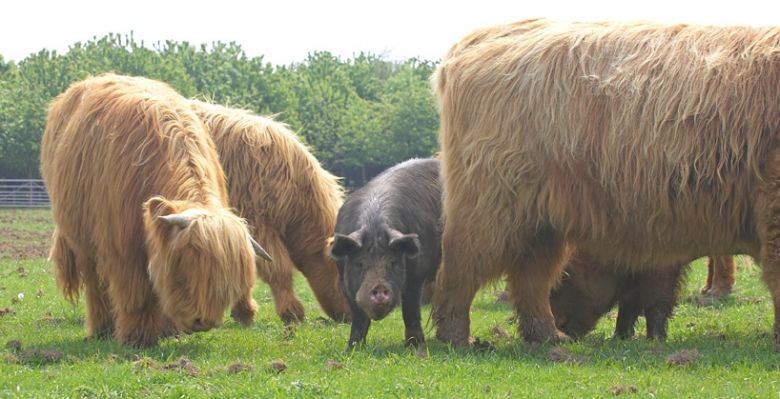 AnonymousFarm: December 2011