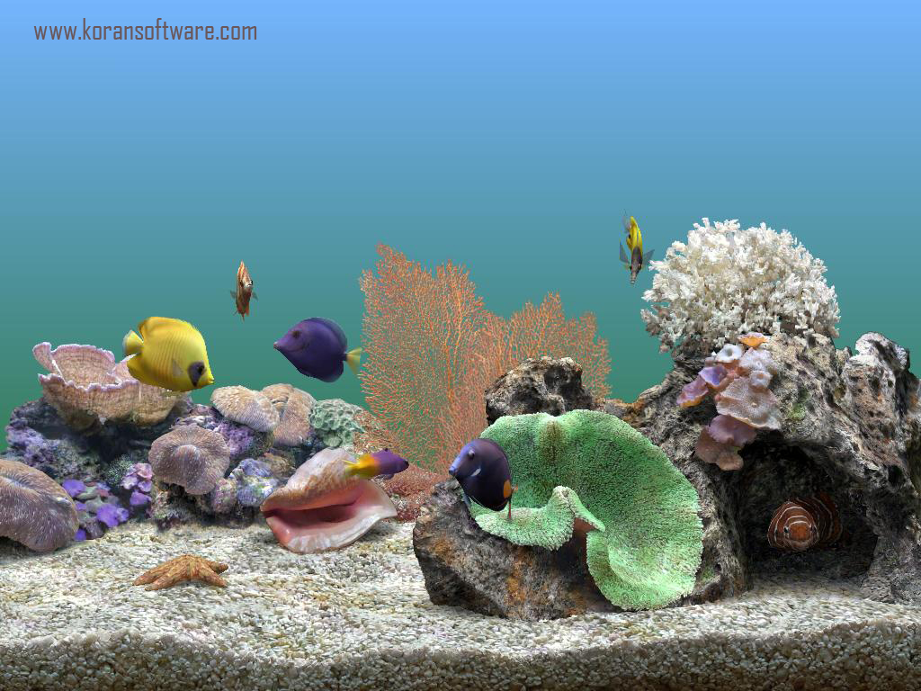 Serenescreen marine aquarium v3.2.5991 keygeneat lionkiller h33t ...