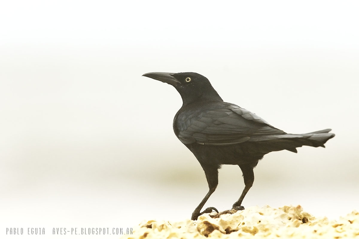 mis fotos de aves: Quiscalus mexicanus Zanate Mexicano Great-tailed Grackle