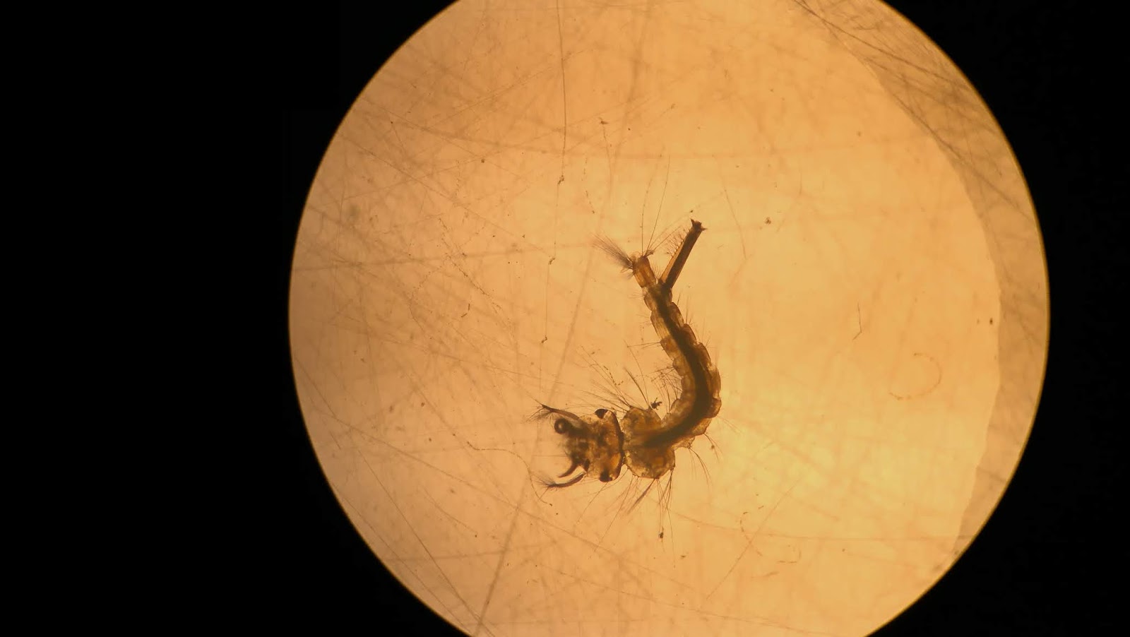 SERVEI DE CONTROL DE MOSQUITS: Culex modestus cerca protagonisme