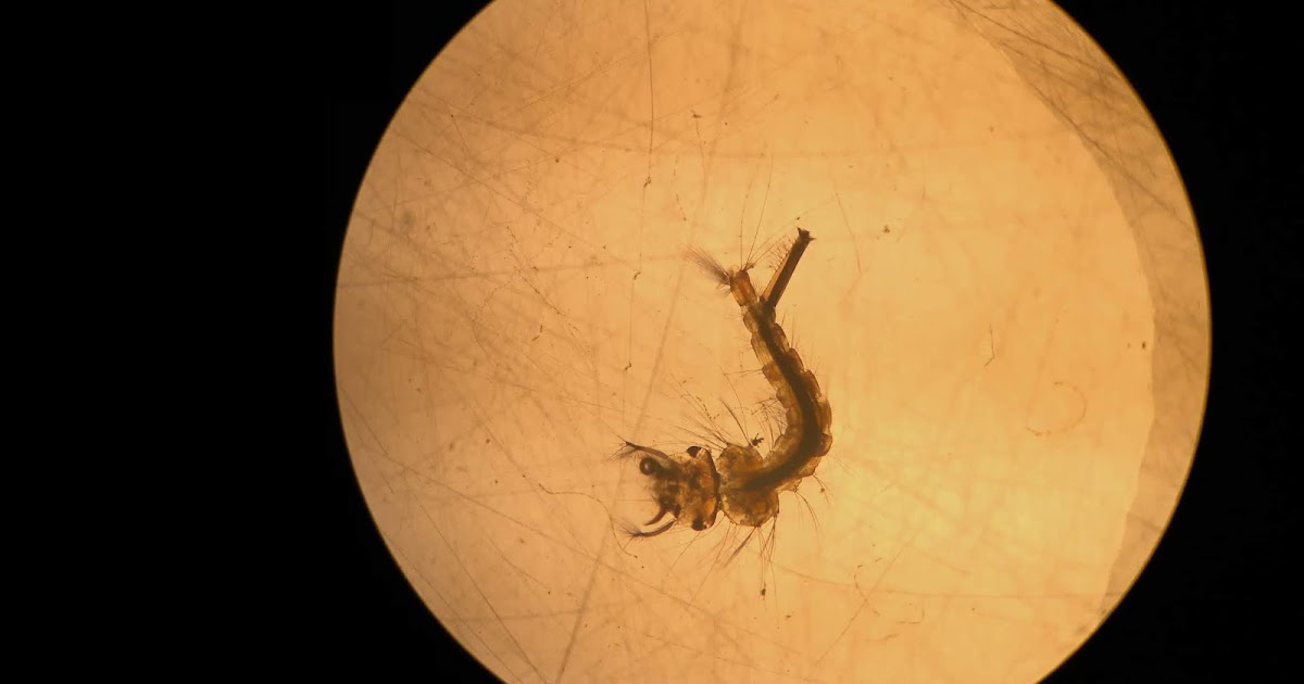 SERVEI DE CONTROL DE MOSQUITS: Culex modestus cerca protagonisme