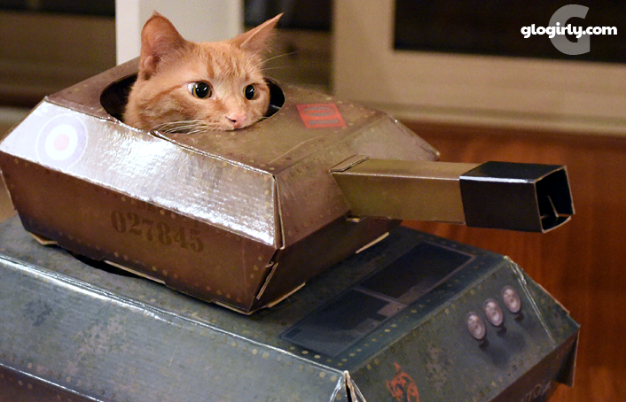 GLOGIRLY: Cat Tank Assembly 101