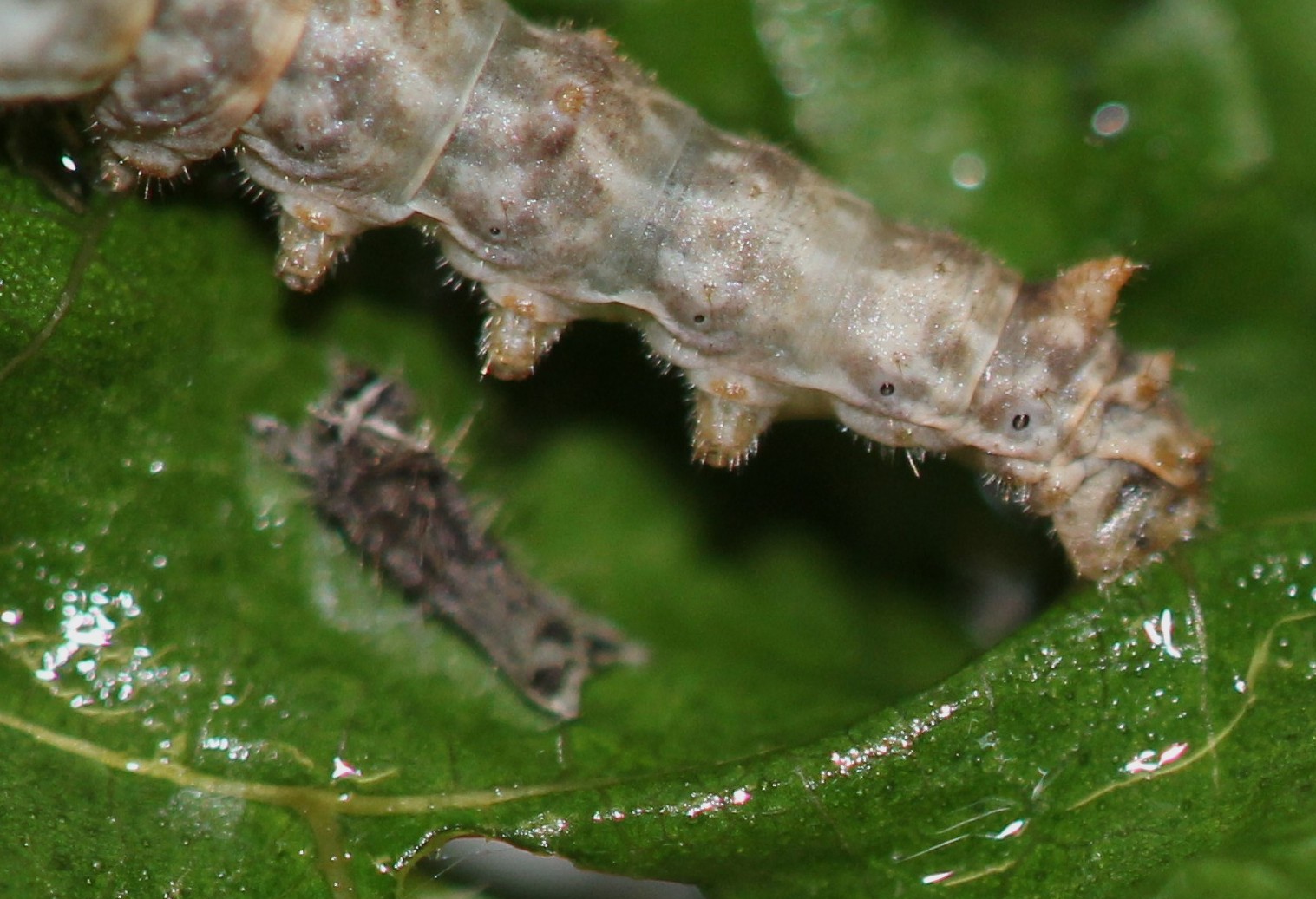 Amazing Silkworms: Anatomy of the Silkworm Larva (Part 2)