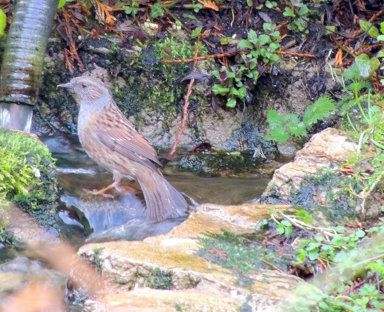About a Brook: The RSPB Big Garden Birdwatch - a family affair