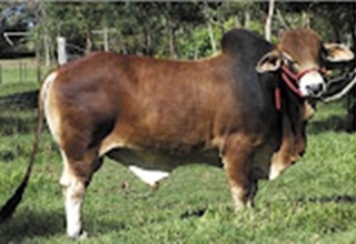 TIRAKAT MANDIRI: Jenis dan Nama Sapi