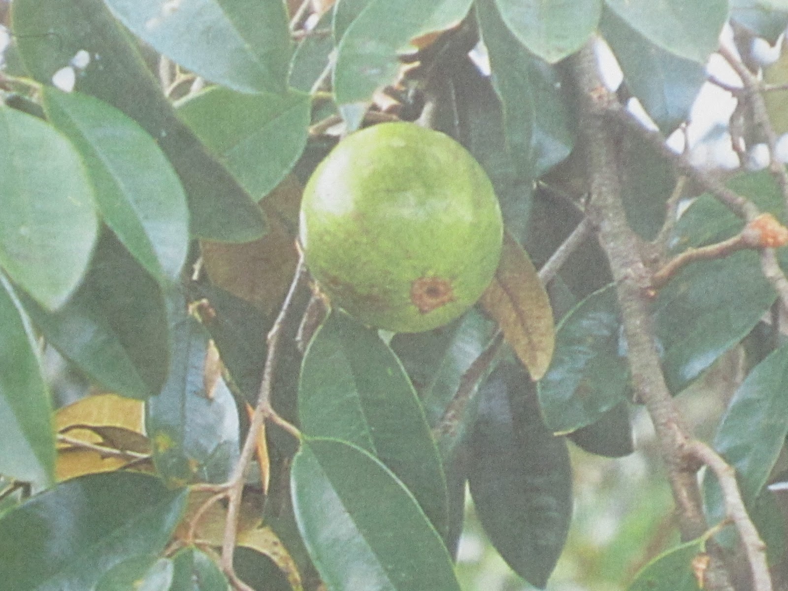 herbal leaves, herbal medicine plants and treatments: May 13, 2012