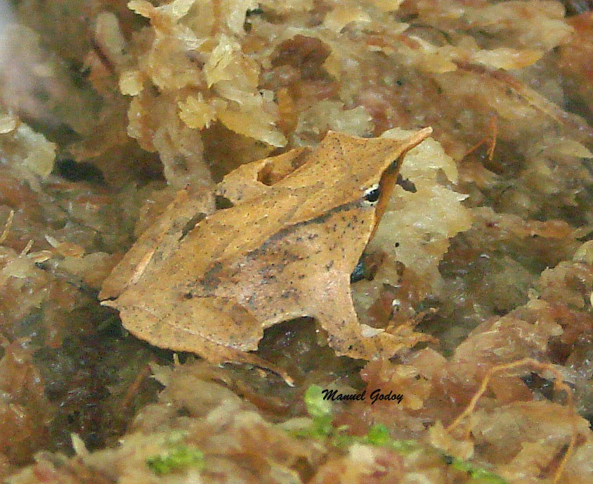 veterinaria - animal - Mendoza: Sapito vaquero, Rhinoderma darwinii ...