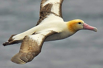 Bio 227: 1: The Albatross Around Our Necks