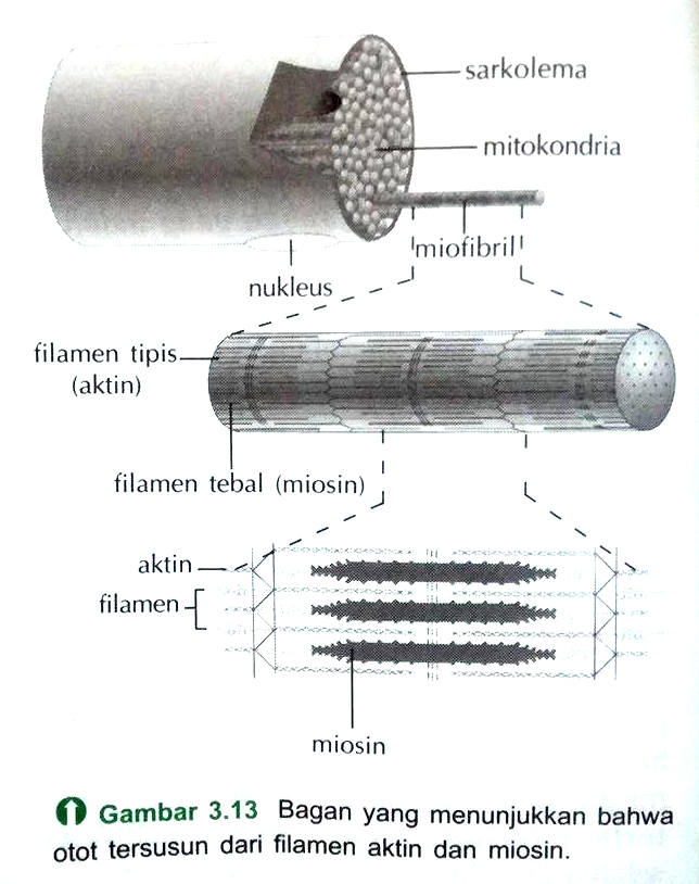 anpridus 4B Reg: MAKALAH RANGKA DAN OTOT TUBUH MANUSIA SERTA HEWAN