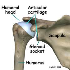 ARTICLE ON ANATOMY OF THE UPPER LIMB (HUMERUS) - RichyMedicals