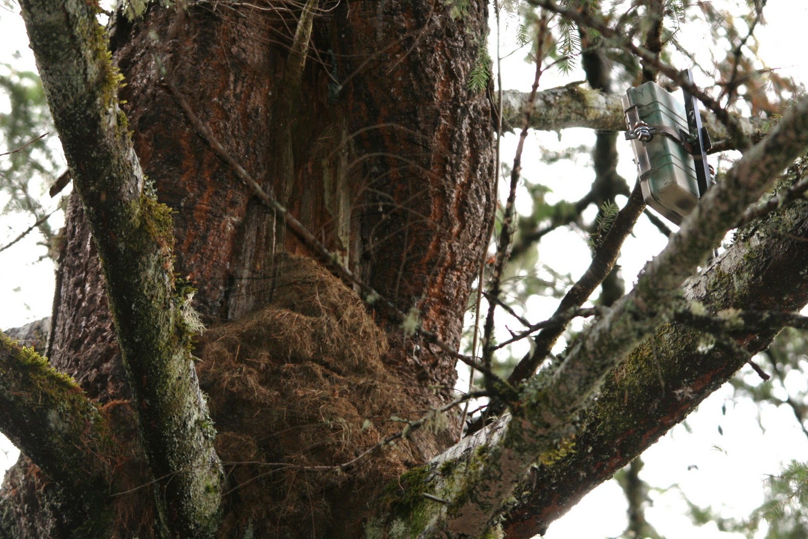 River's Wind Notes: The Quest for the Red Tree Vole