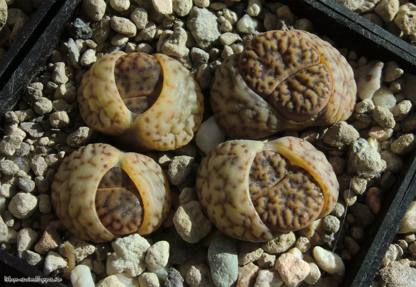 Lithops Stories: Spring is on its way, they feel it (9 pics)