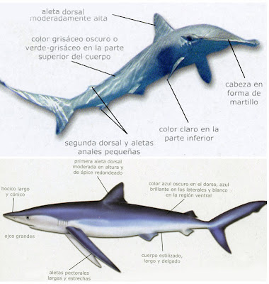 Zoología: Hemicordados y cordados
