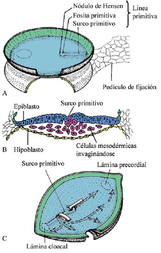 SISTEMA CARDIOVASCULAR GRUPO: 7-13 EMBRIOLOGIA: Capitulo 5: Tercera ...