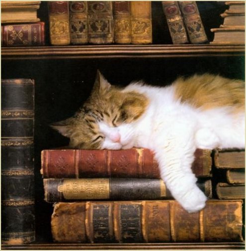 Cats and Books Just Go Together | Content in a Cottage