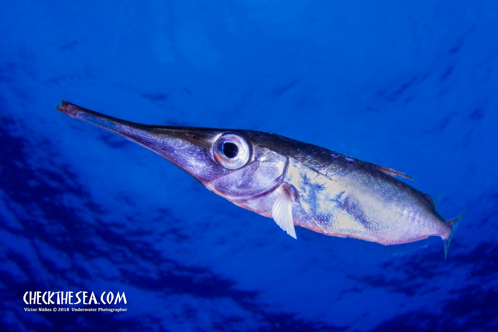 Check the Sea. Web de buceo y fotografía submarina de las Islas ...