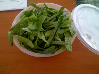 Cancer - Causes and Prevention: HOW TO PREPARE THE SABAH SNAKE GRASS ...