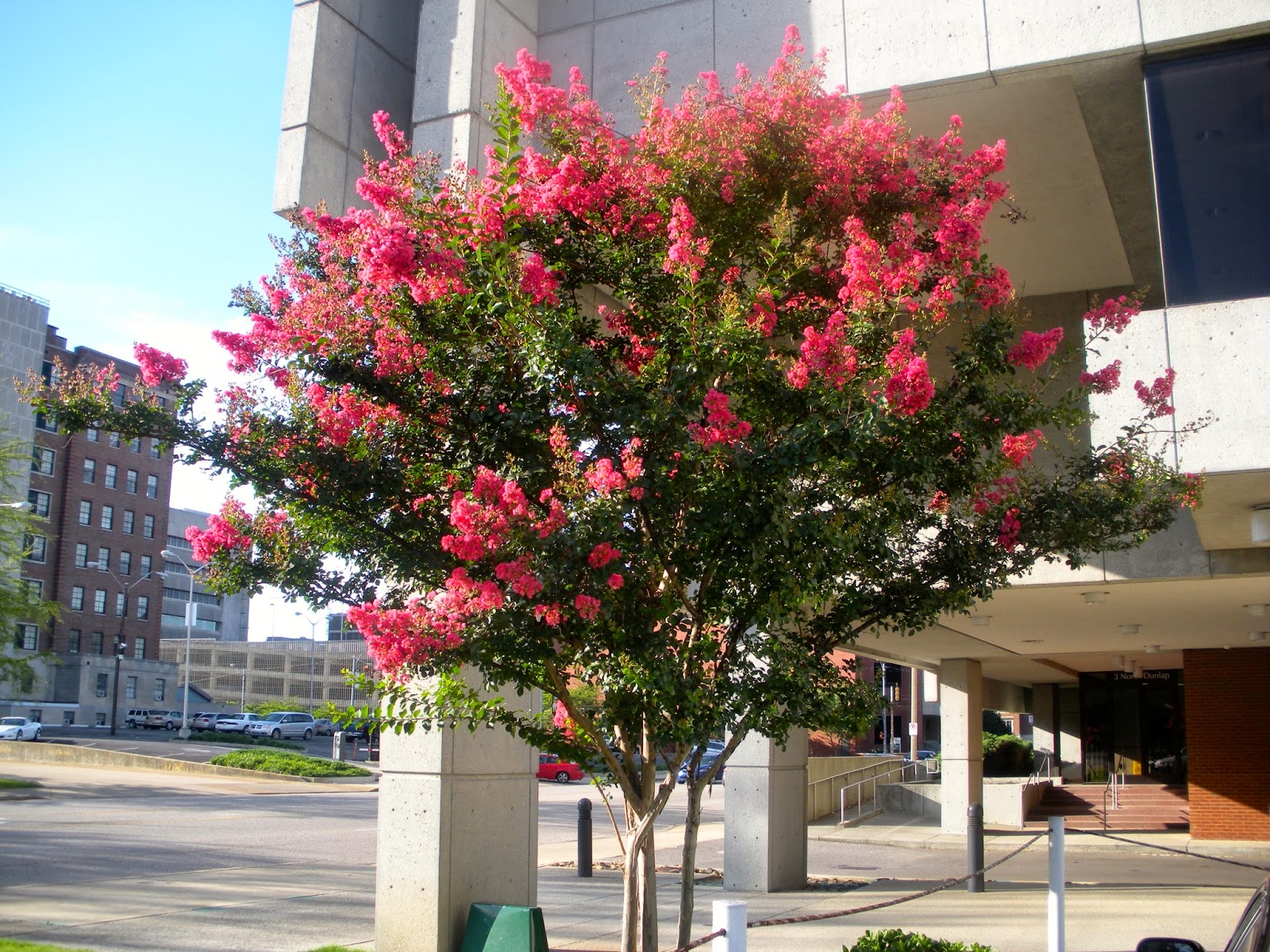 Memphis Trees: July 2014