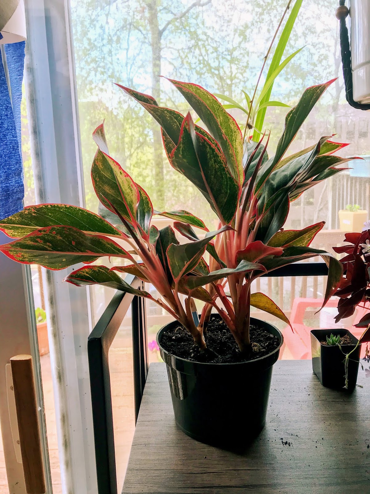 Plant Profile: Chinese Evergreen
