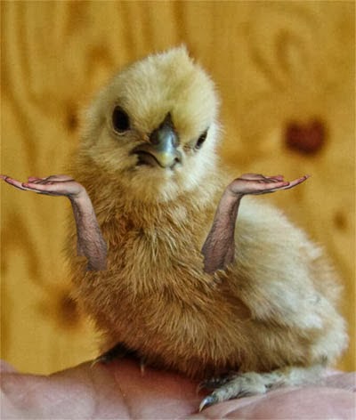 Galerías de Exóticos