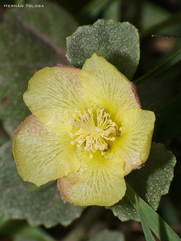 Flora Bonaerense: Malva de salitral (Malvella leprosa)