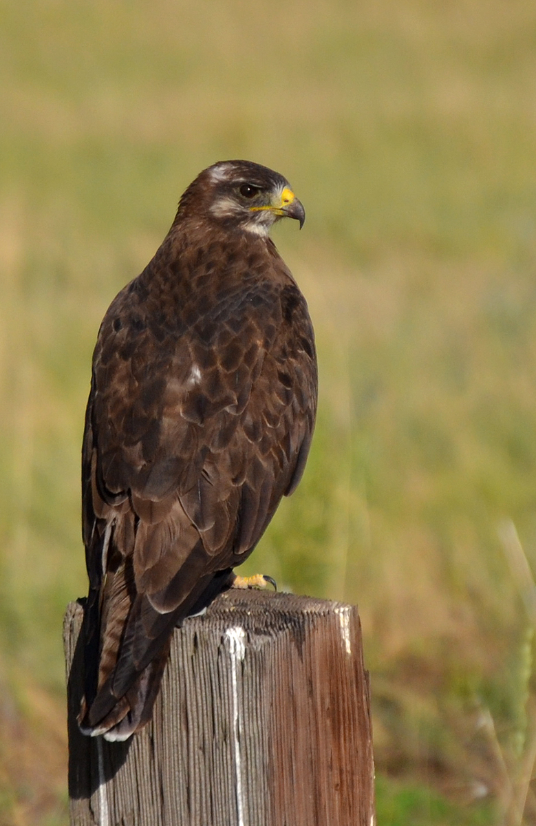 Woods Walks and Wildlife: July 2012