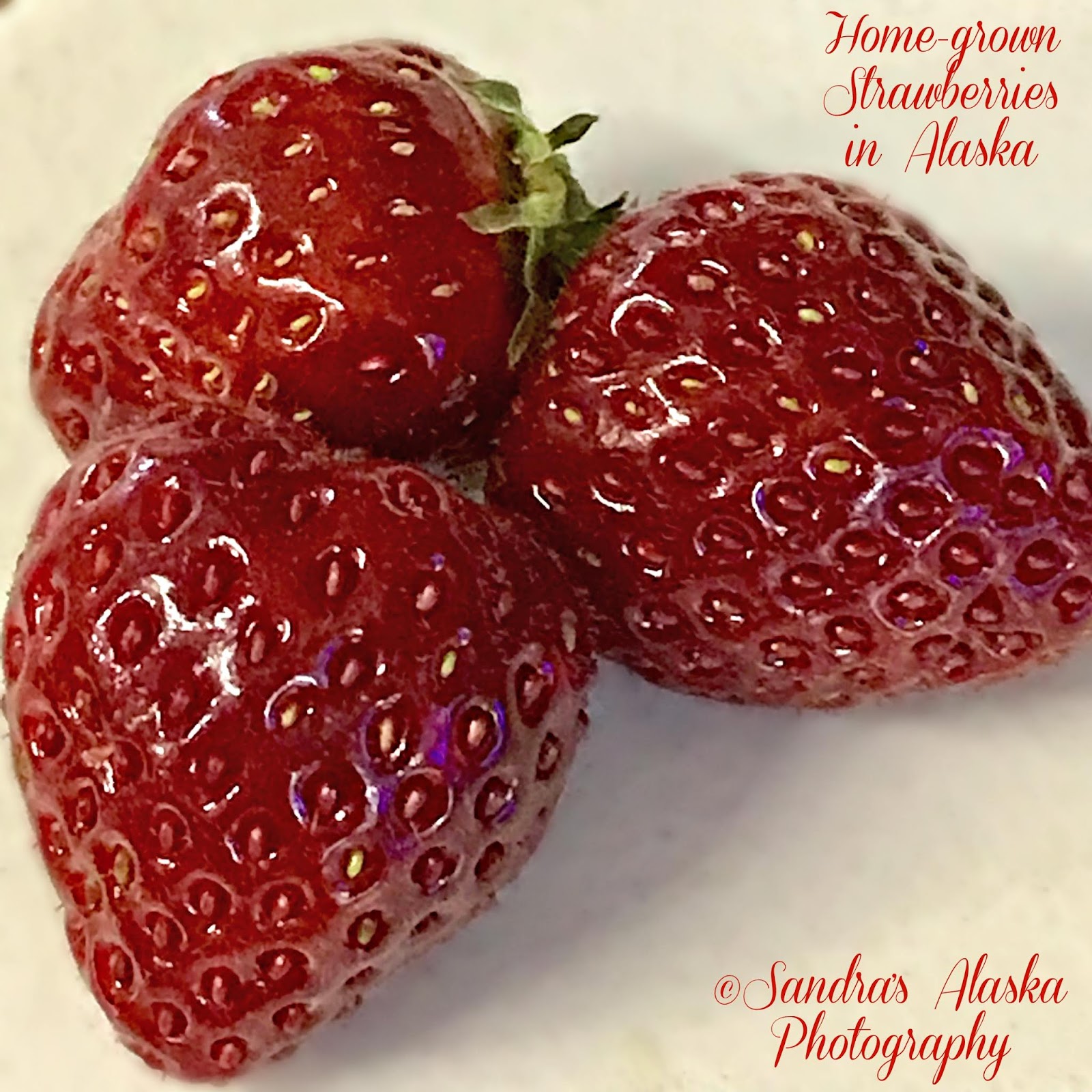 Sandra's Alaska Photography