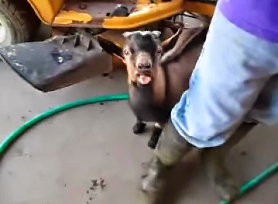 Imperdible: Conoce a la cabra que grita como un pollo - Seamos Mas ...