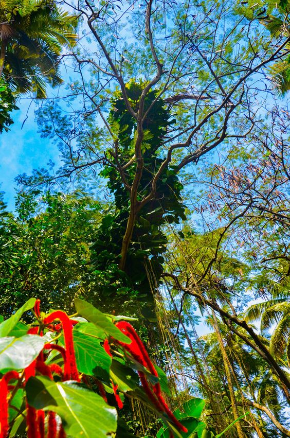 Plant Life: Caribbean Flora