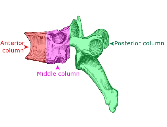 PG Medic: Denis’ three column concept of spine stability