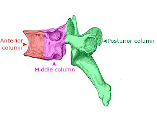 PG Medic: Denis’ three column concept of spine stability
