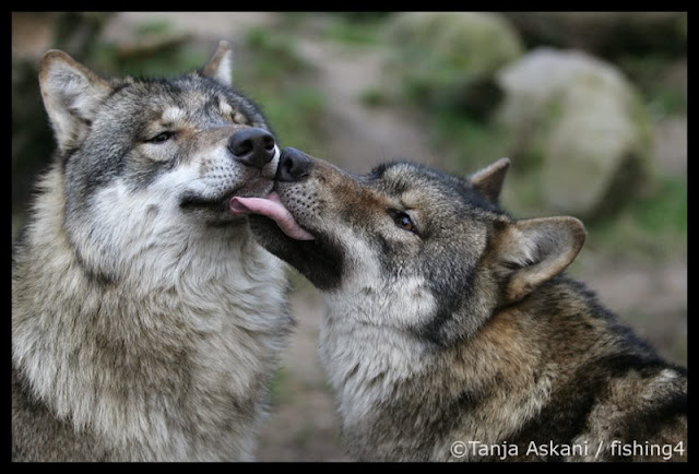 White Wolf : Amazing Interaction Between Tanja Askani (Wildlife ...