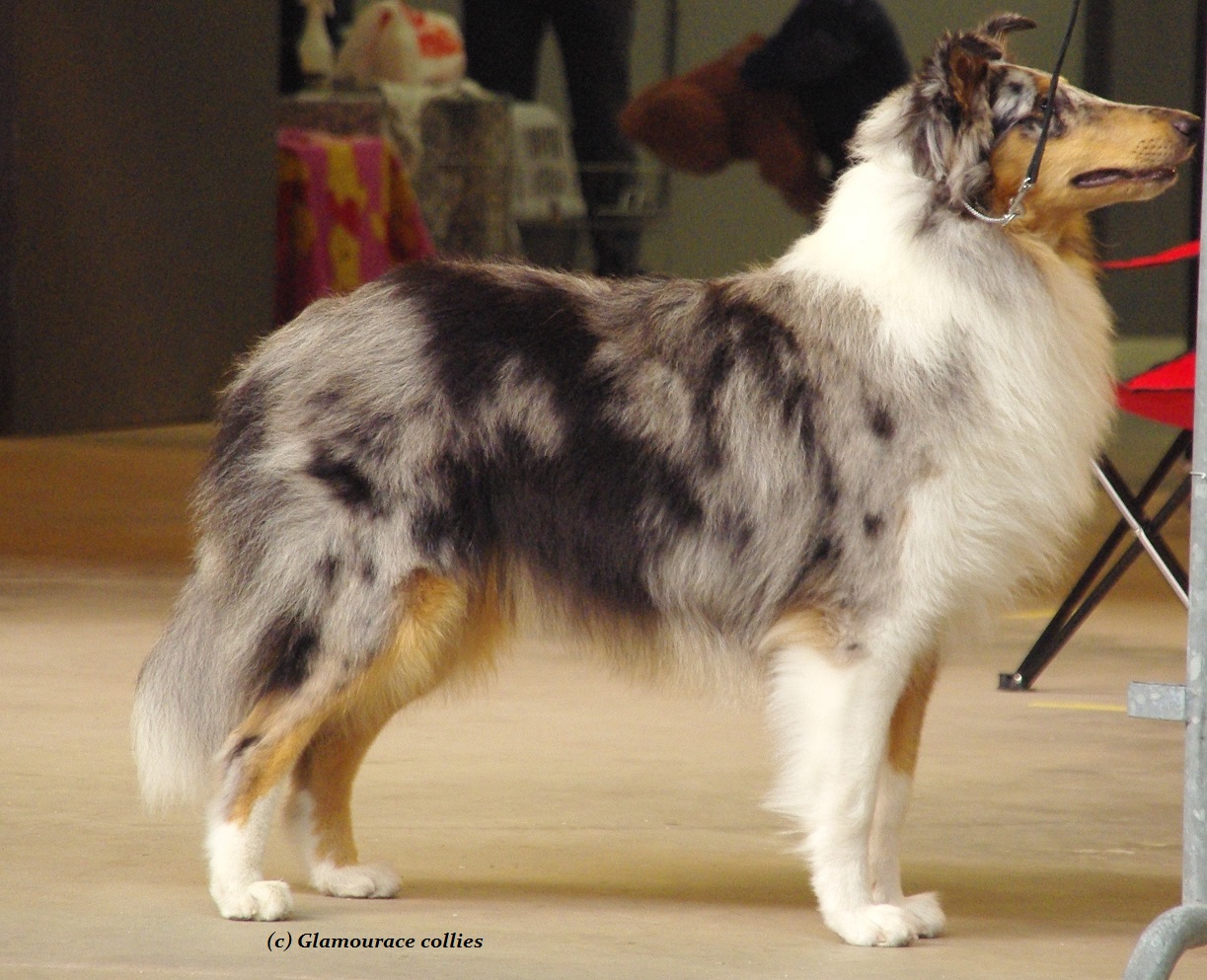 Glamourace Collies: mei 2015