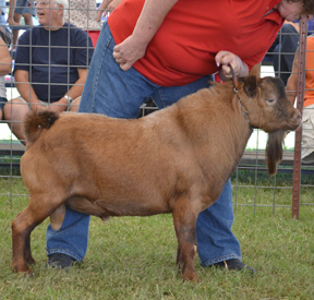 Goat Rancher Update: Myotonic Goat Registry World Grand Champion