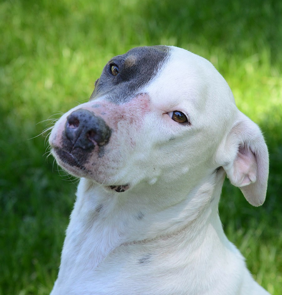 THE AMAZING ADVENTURES OF D-O-G: INTRODUCING D-O-G