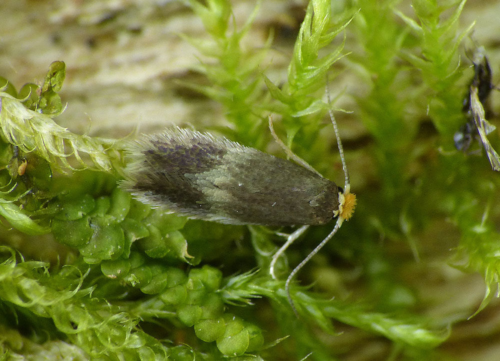 Glamorgan Moth Recording Group: Gelli Hir 31st May. ID help needed!