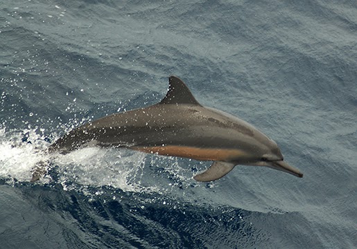 TRAVEL CENTRAL PHILIPPINES: 7 Last Frontiers of the Philippines (Balabac)