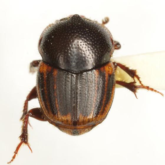 Semillero Neoptera Uniatlantico: COLEÓPTEROS COPRÓFAGOS (SCARABAEIDAE ...